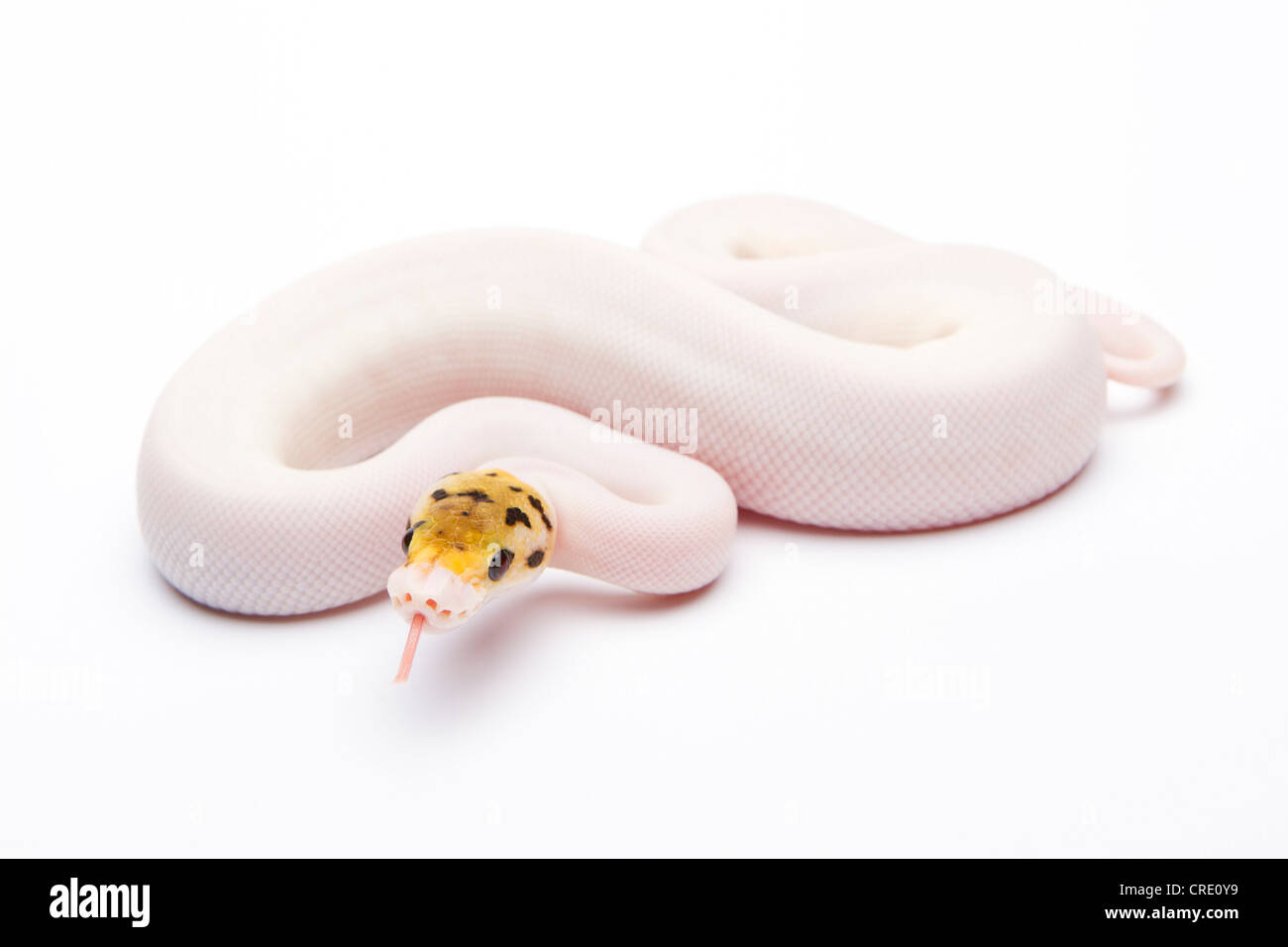 Bumblebee Pied Ball Python