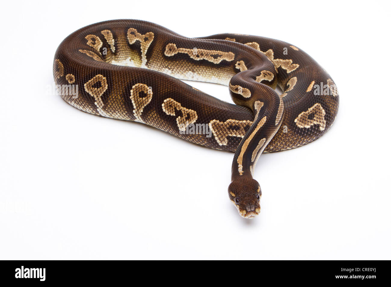 Royal python (Python regius), Super Black Head, reptile breeder Willi ...