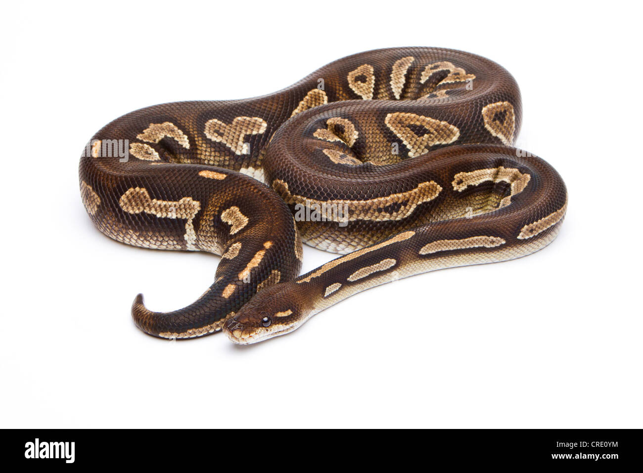 Super Snake High Resolution Stock Photography and Images - Alamy