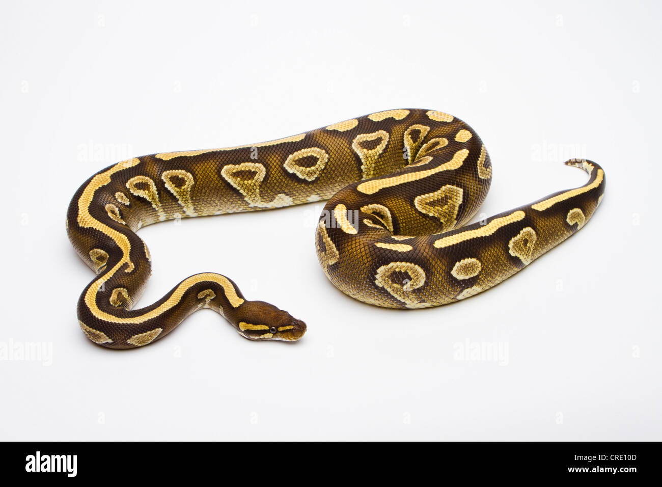 Yellow belly snakes hi-res stock photography and images - Alamy