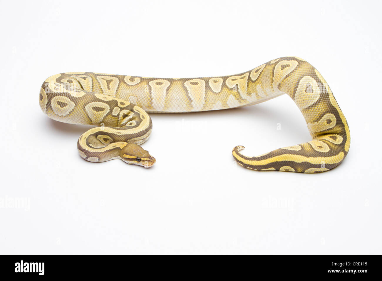 Royal python (Python regius), Hypo Mojave, female, reptile breeder ...