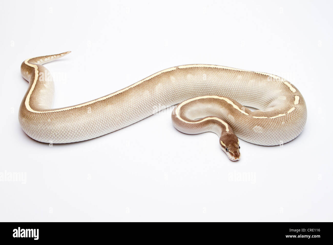 Royal python (Python regius), Phantom Mojave Het Ghost, female, reptile ...