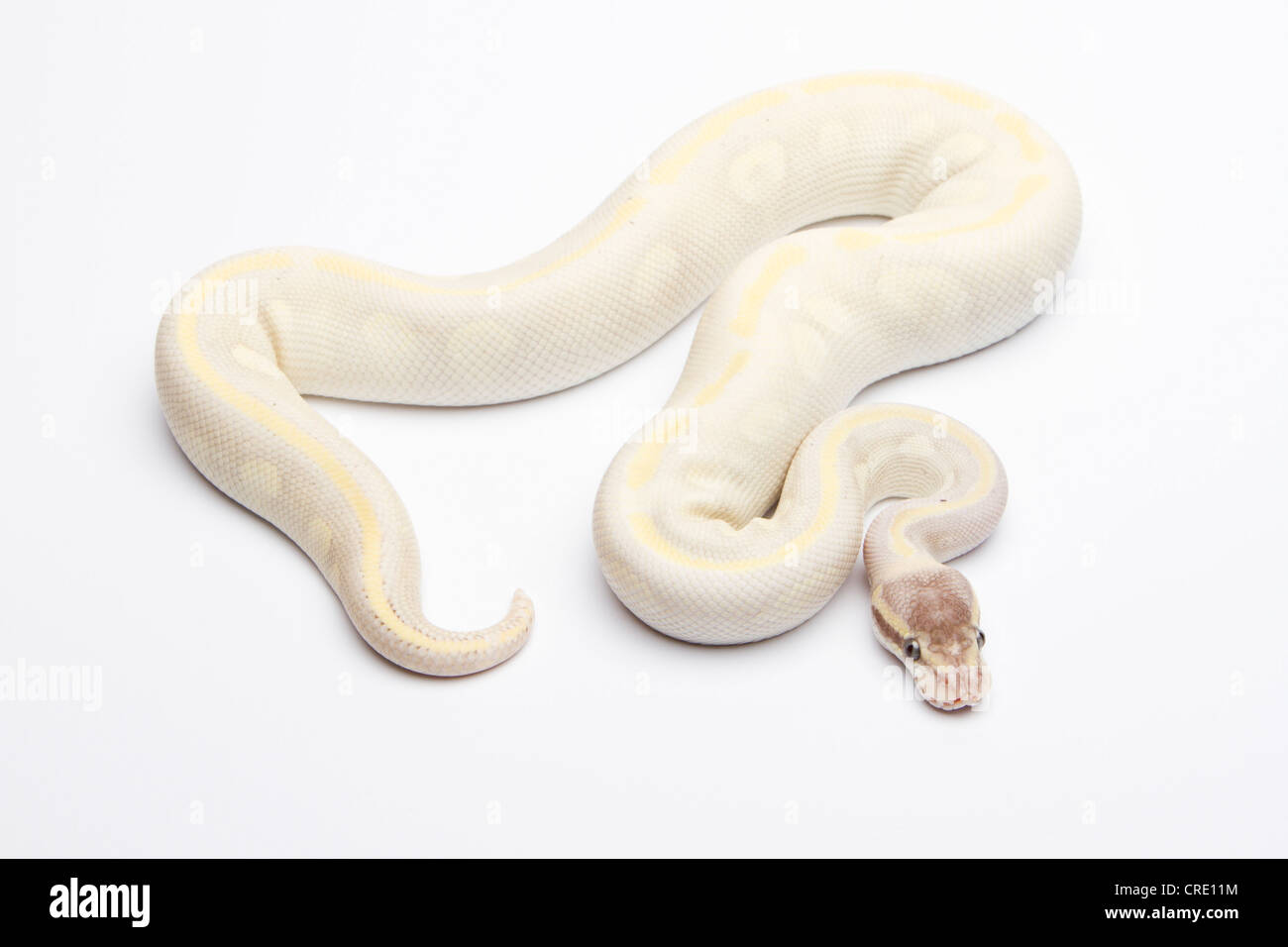 Royal python (Python regius), Opal Diamond, male, reptile breeder Willi ...