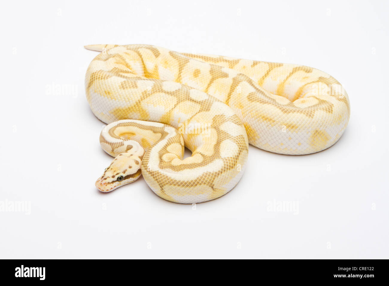 Killer bee hi-res stock photography and images - Alamy