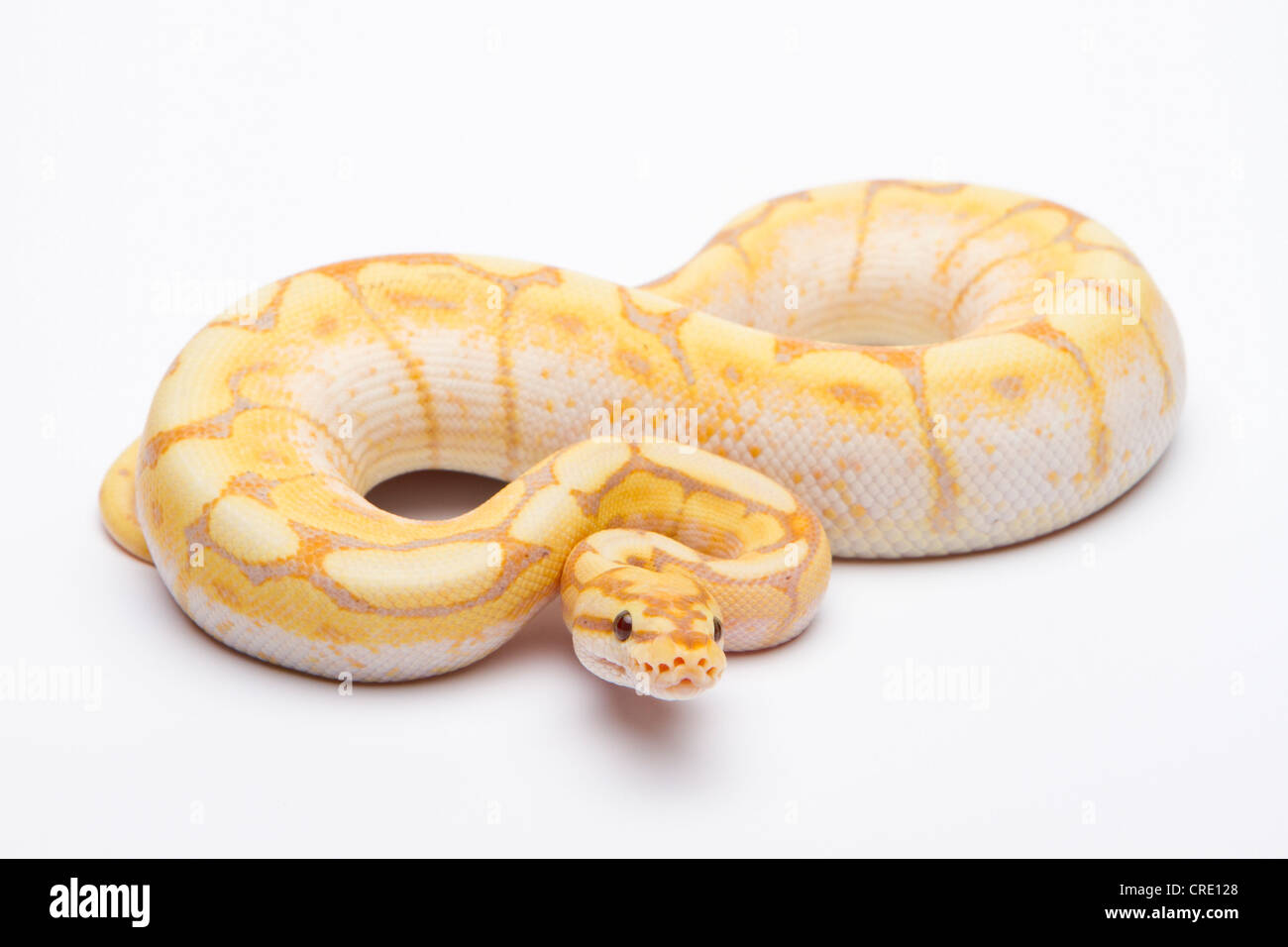 Royal python (Python regius), Spider CG, male, reptile breeder Willi ...