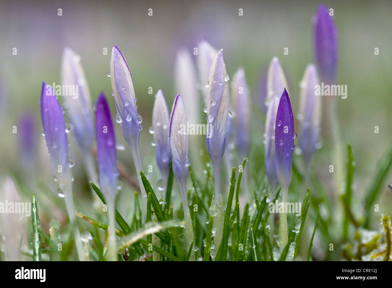 Crocuses (Crocus) in light rain and melting snow Stock Photo - Alamy