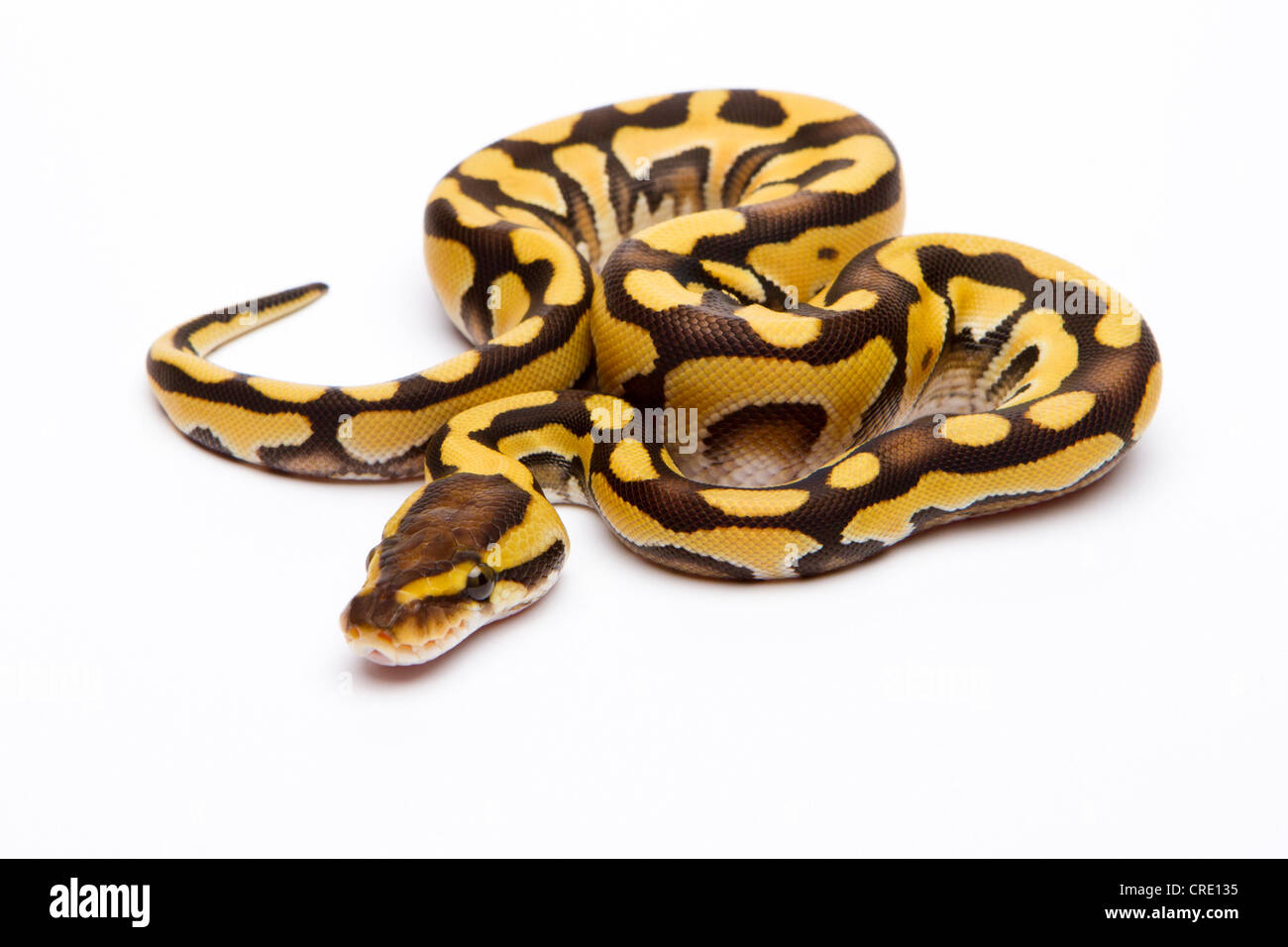 Tiger pythons hi-res stock photography and images - Alamy