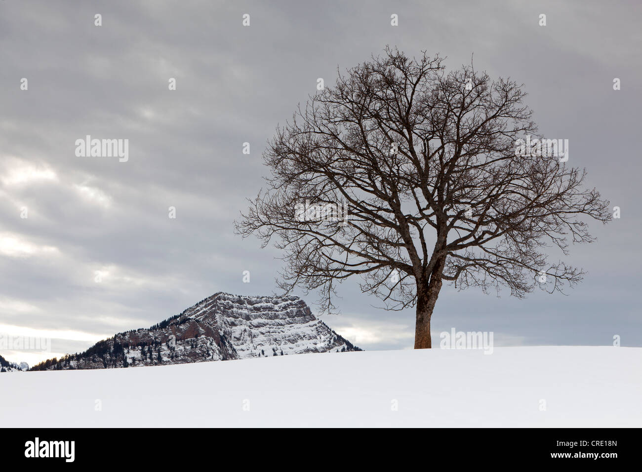 Solitary tree on the Horn Alp, wintry Alpstein massif with Stockberg ...