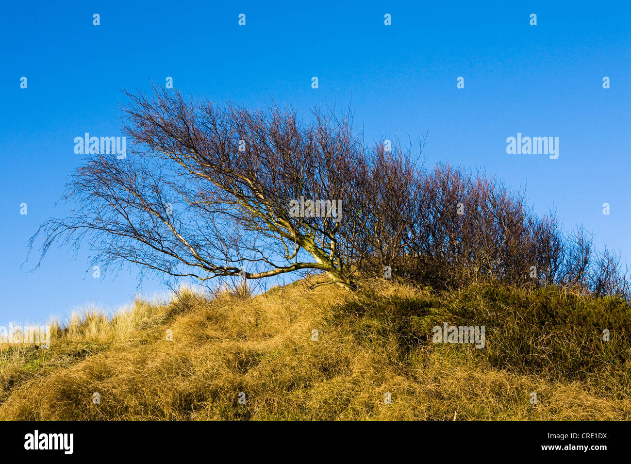 Preveiling hi-res stock photography and images - Alamy