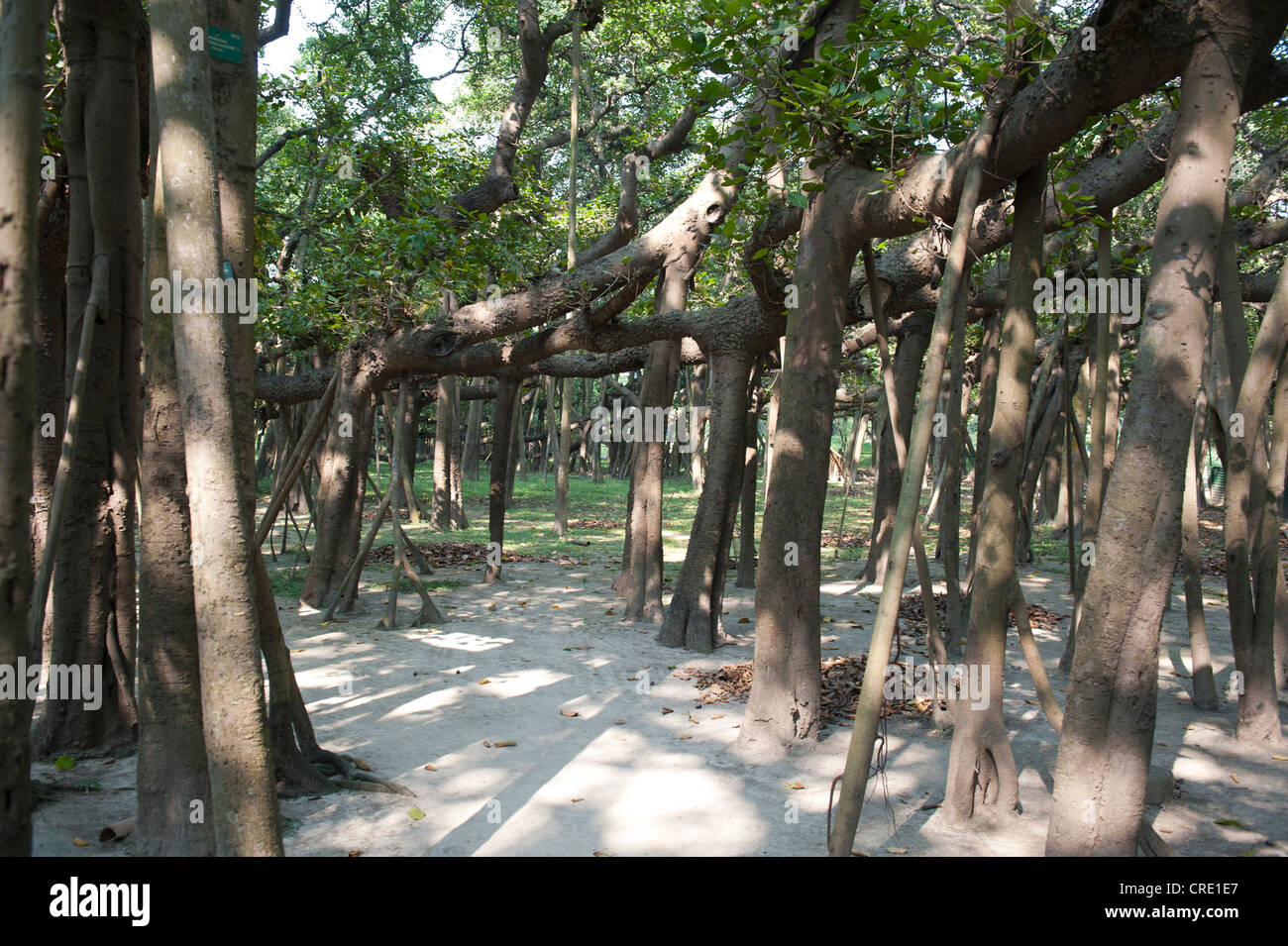 Aerial roots fig hi-res stock photography and images - Alamy