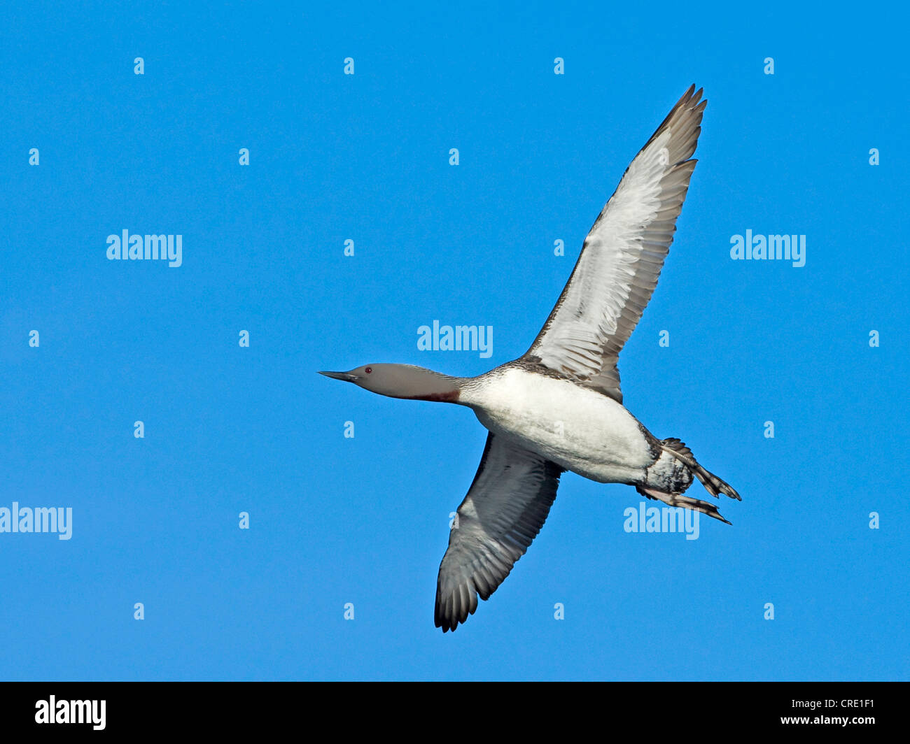 red-throated diver (Gavia stellata), flying, worms-eye view, Norway ...