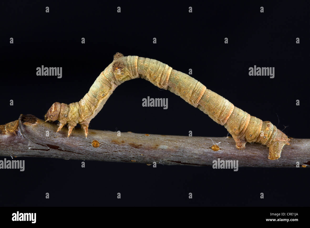 Geometridae larva hi-res stock photography and images - Alamy