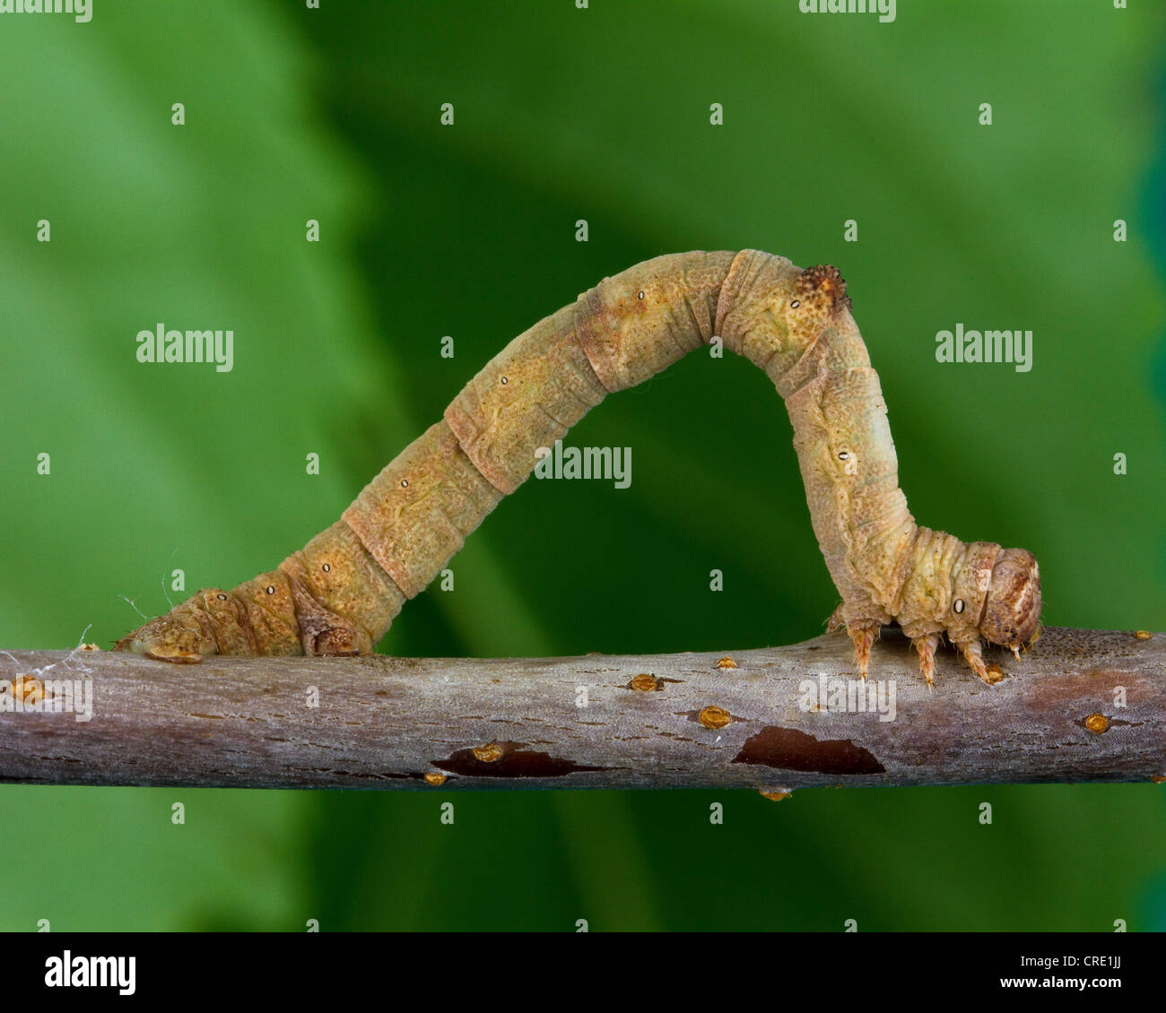 Geometridae larvae hi-res stock photography and images - Alamy