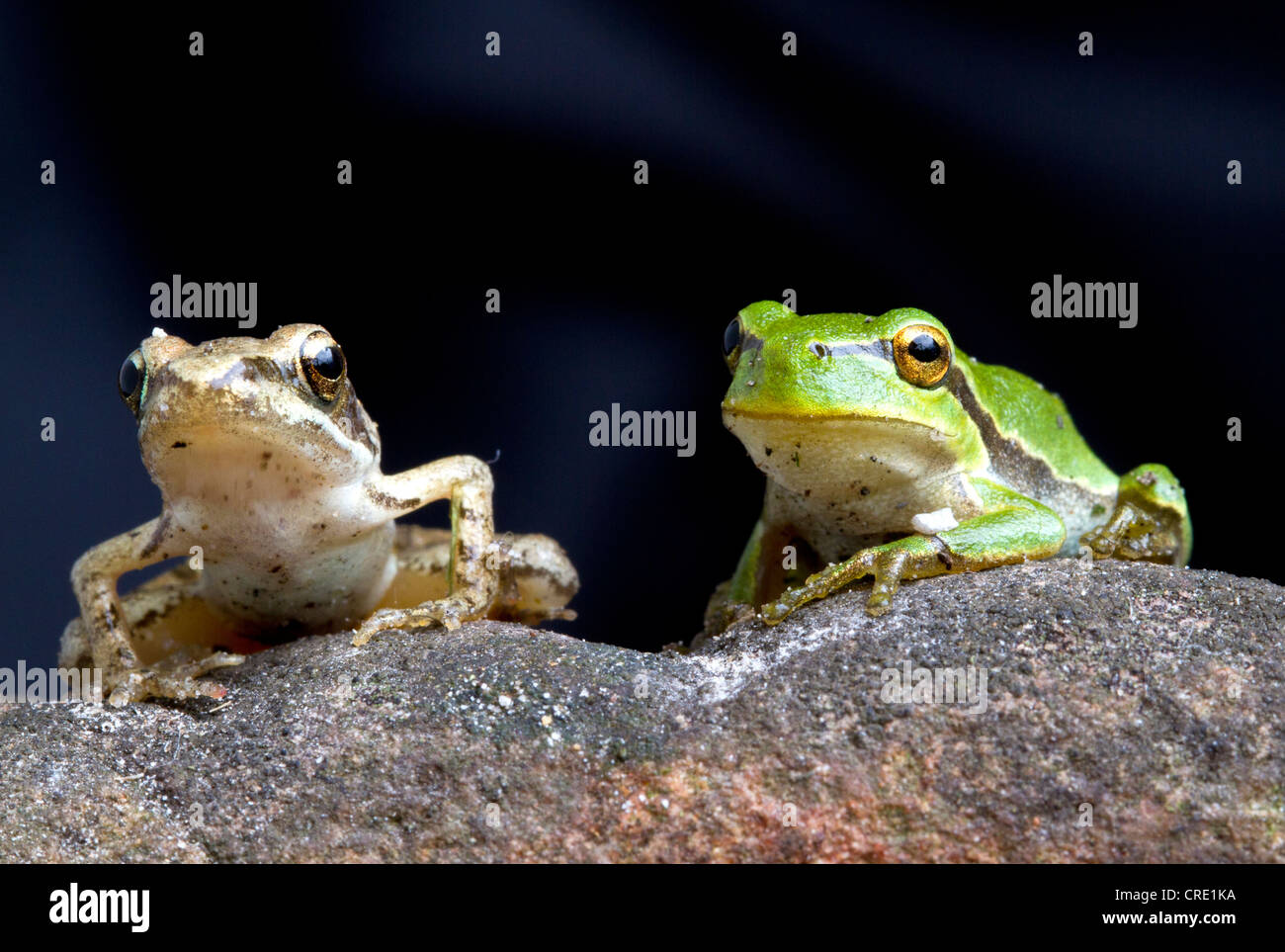 Agile Frog (Rana dalmatina) and European Green Treefrog (Hyla arborea ...
