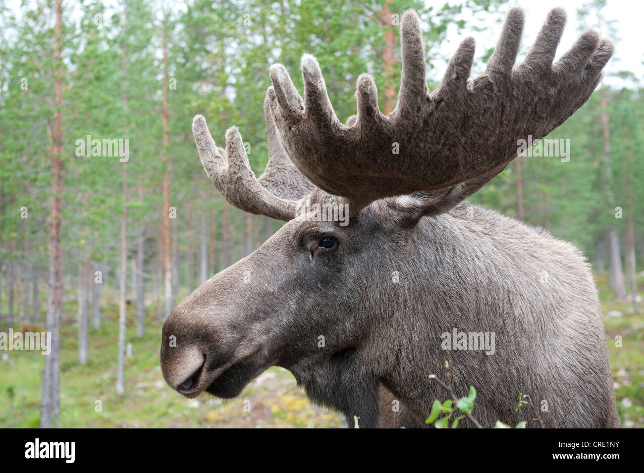 Moose (Alces alces), 7-year-old bull moose with large antlers covered ...