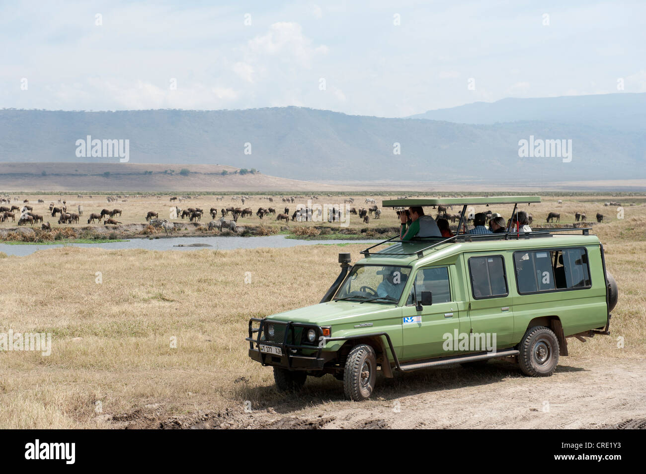 Safari, tourism, tourists observing herds of zebra from a Toyota Land ...