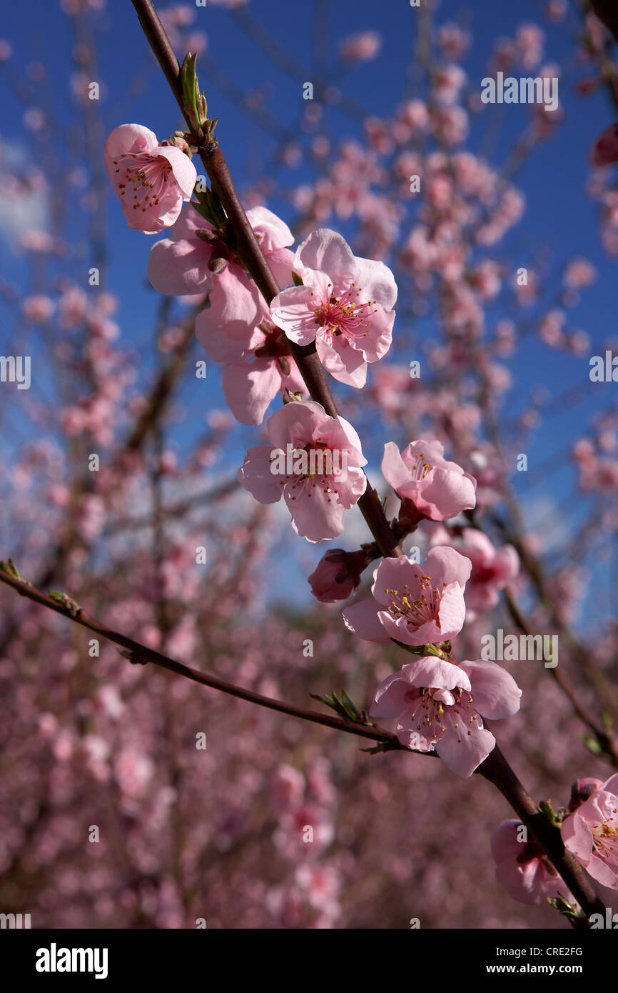 Branch of "nectarine trees" with flowers in spring Stock Photo - Alamy
