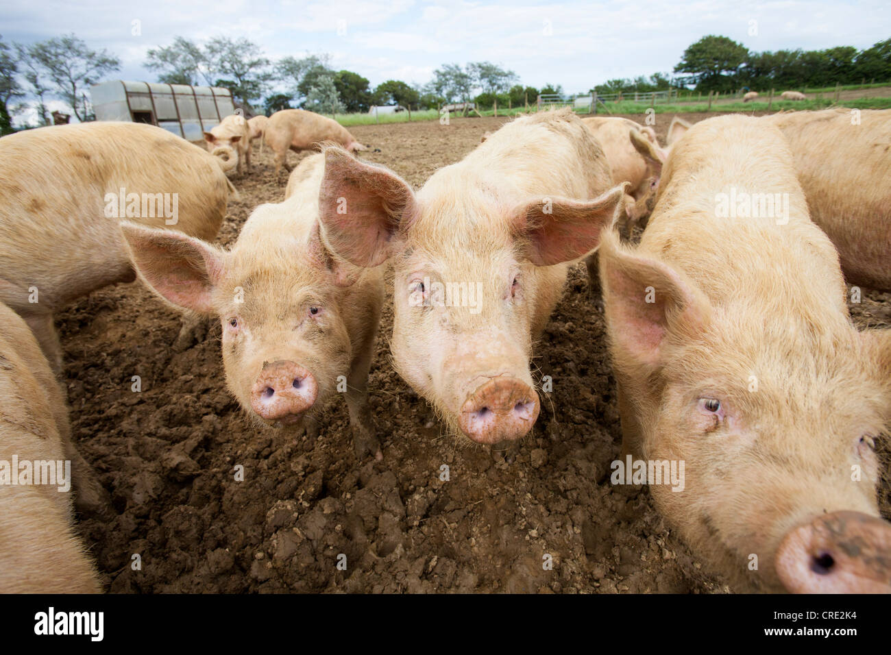 Free range organic pigs on a farm in Bridport, Dorset, UK Stock Photo ...