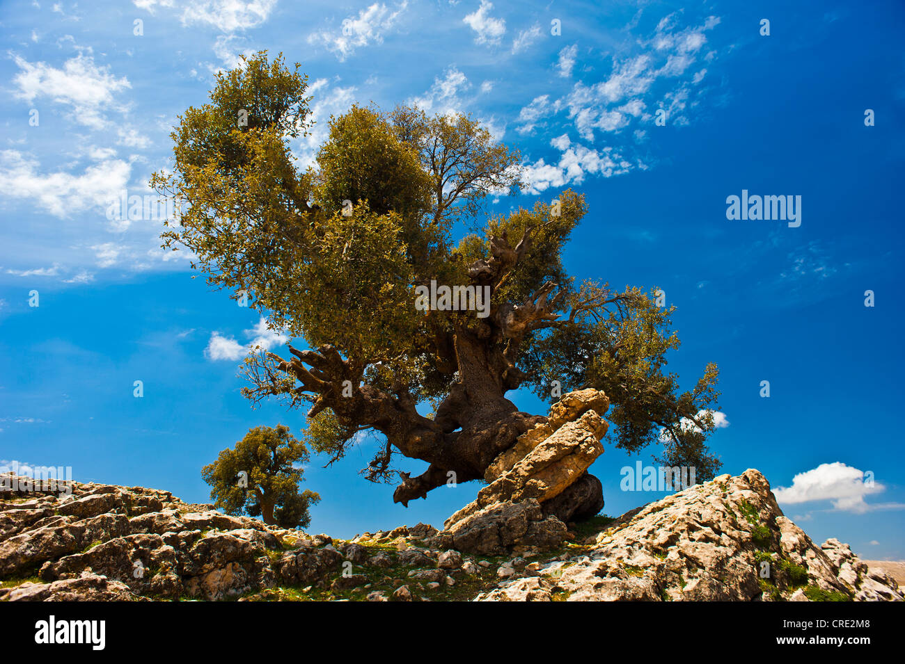 Rustic Stone Oak (Quercus ilex) growing on a rocky peak, Middle Atlas ...