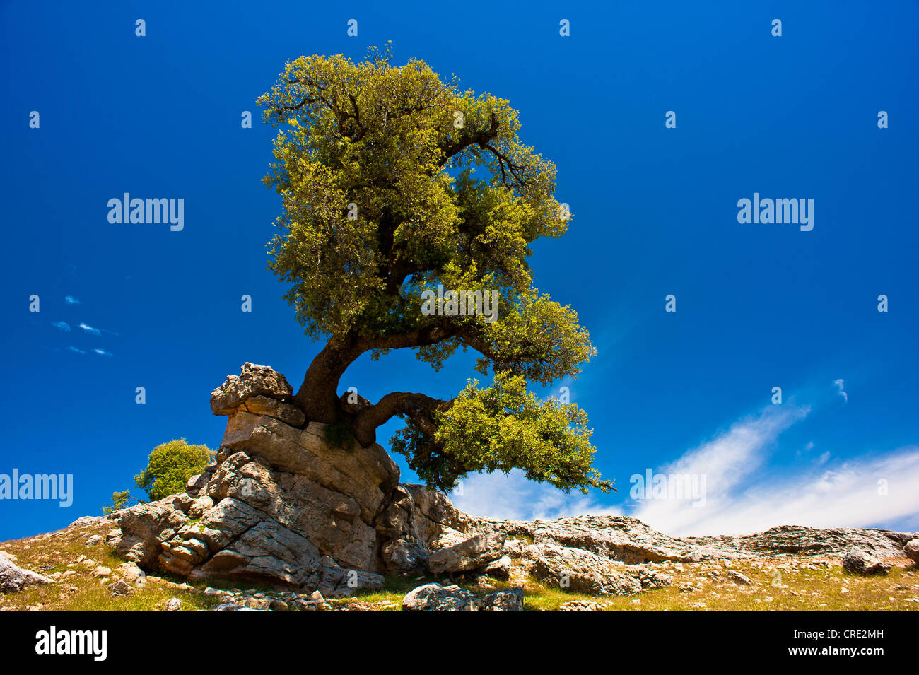 Rustic Stone Oak (Quercus ilex) growing on a rocky peak, Middle Atlas ...