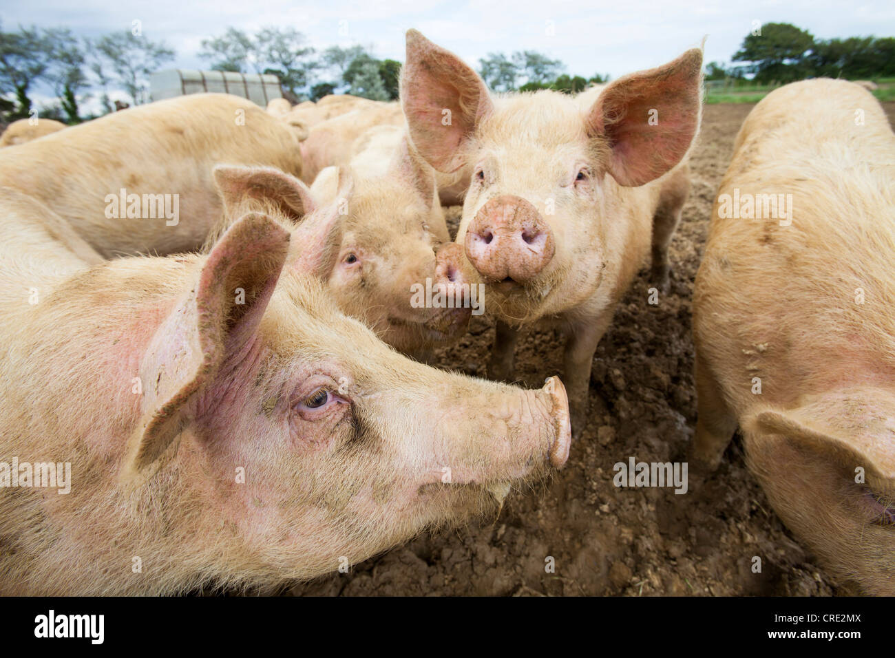 Pig on farm in uk hi-res stock photography and images - Alamy