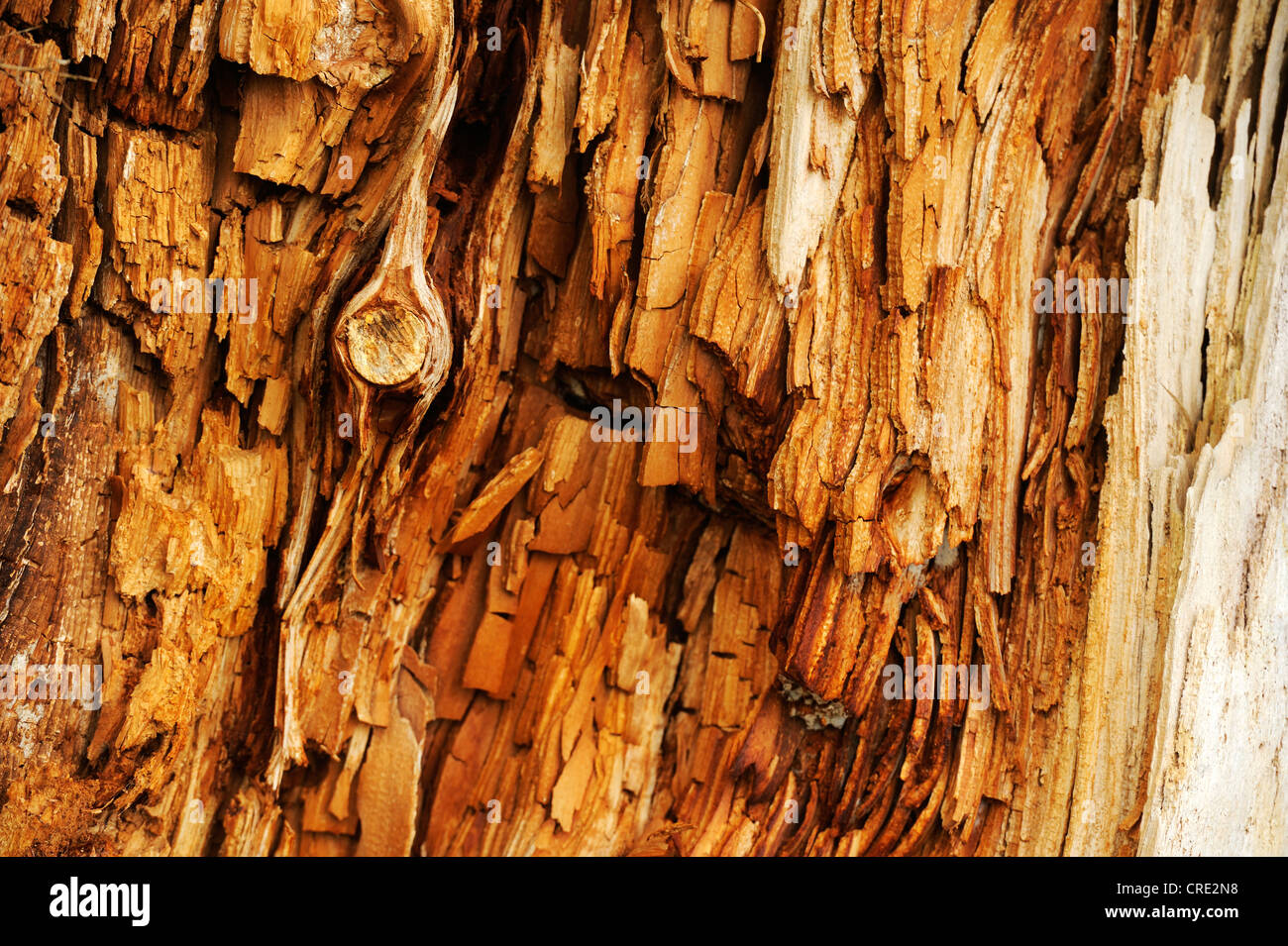 A rotten hi-res stock photography and images - Alamy
