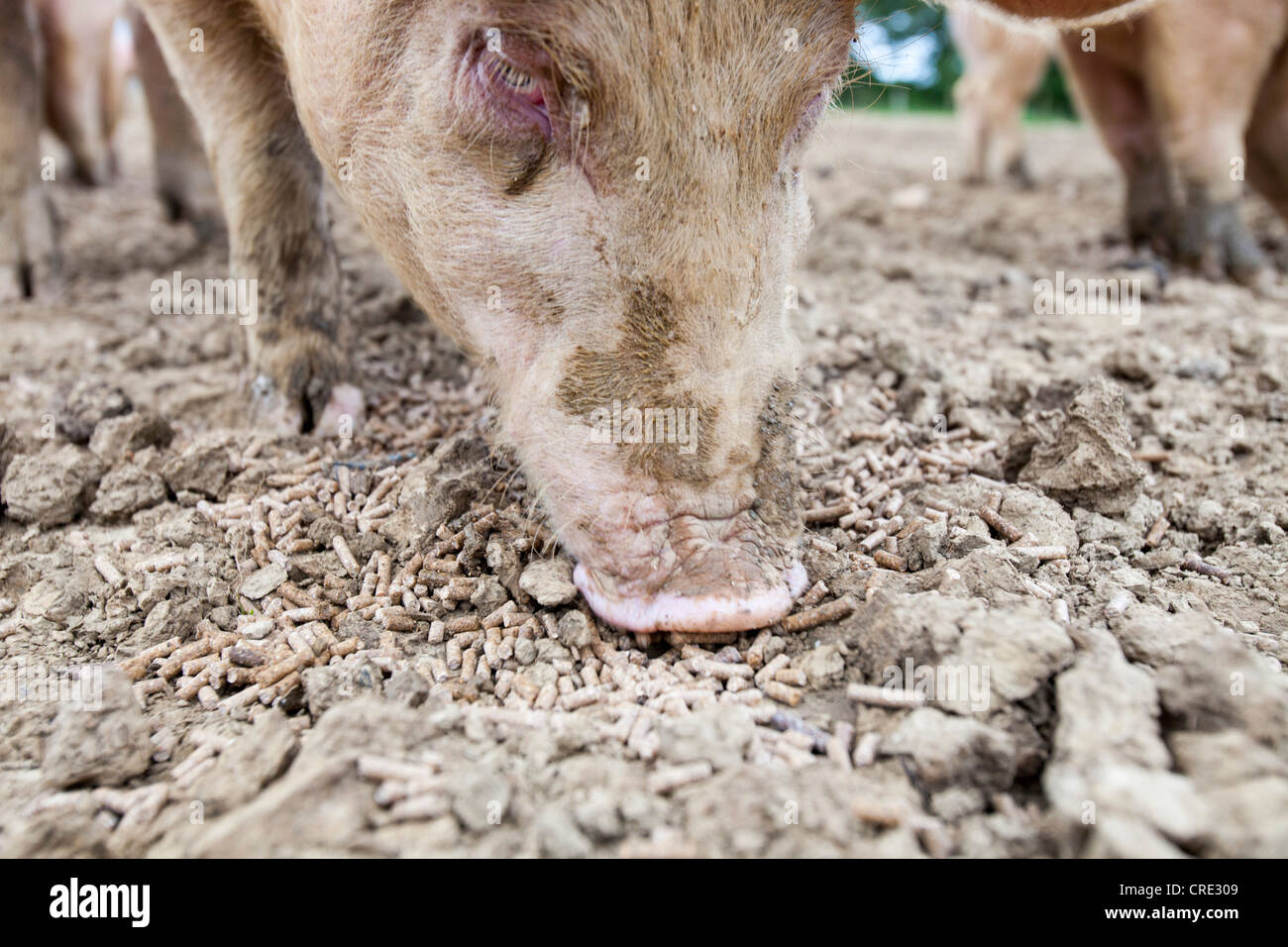 Organic pig production hi-res stock photography and images - Alamy