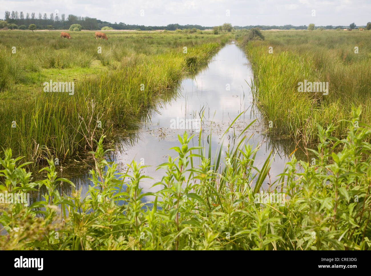 Flood ditch hi-res stock photography and images - Alamy