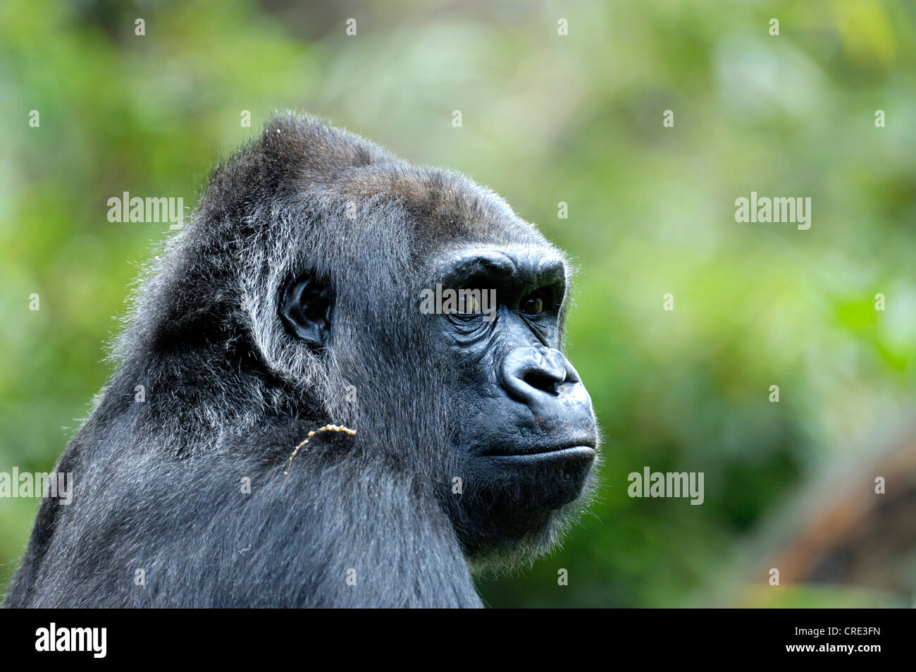 gorilla (Gorilla gorilla), portrait Stock Photo - Alamy