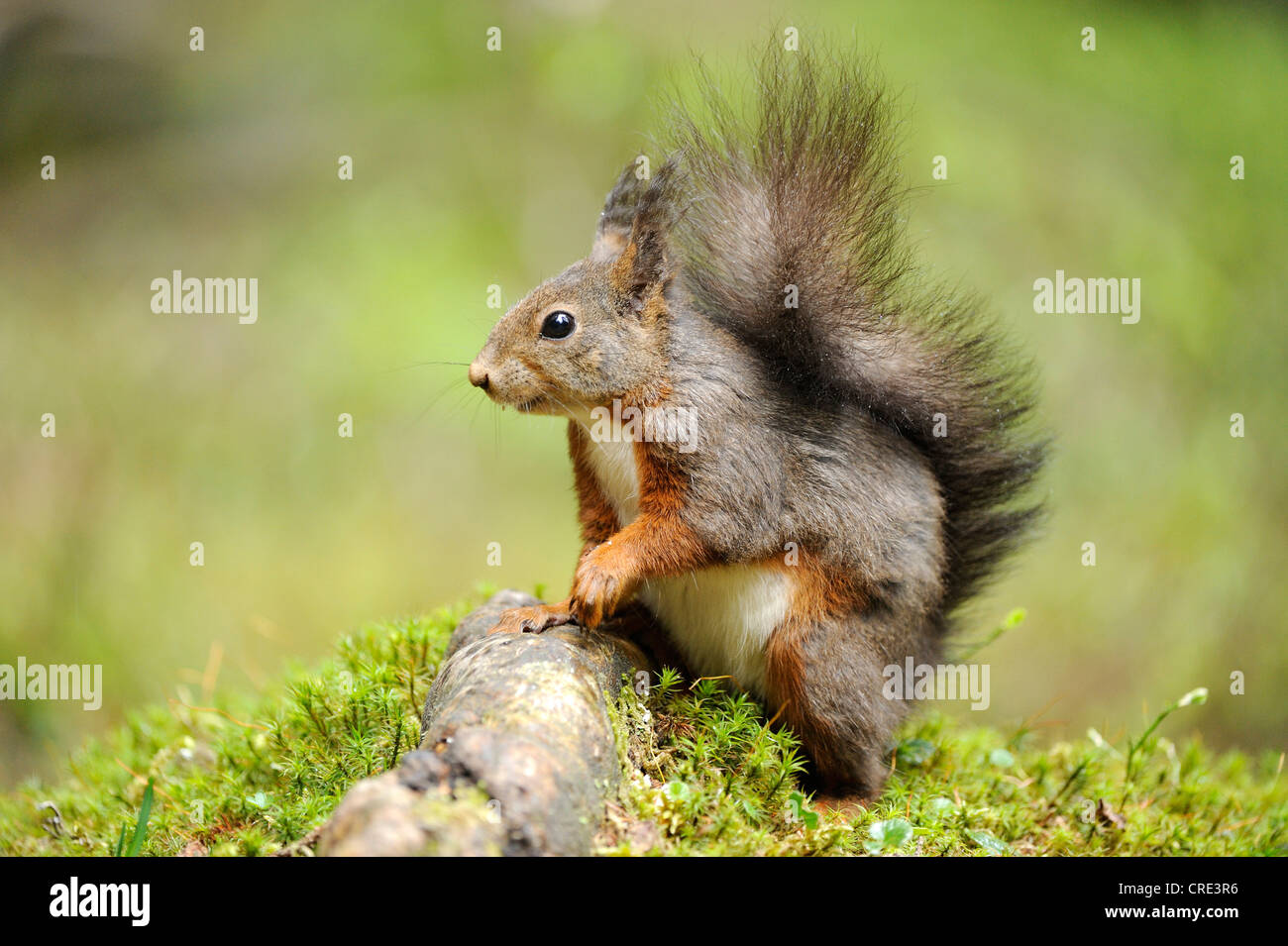 Photo Of A Red Squirrel High Resolution Stock Photography and Images ...