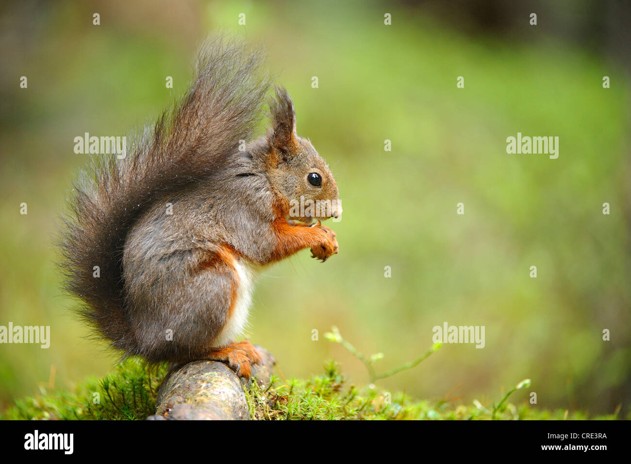 Squirrel (Sciurus vulgaris), sitting on a root Stock Photo - Alamy