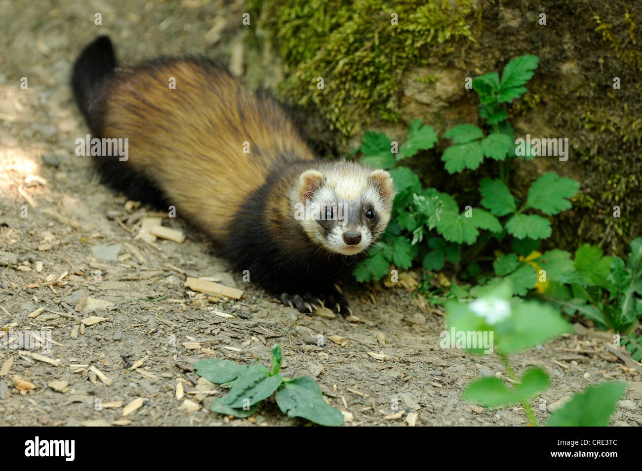 Ferret (Mustela putorius furo Stock Photo - Alamy Ferret (Mustela putorius furo Stock Photo - Alamy