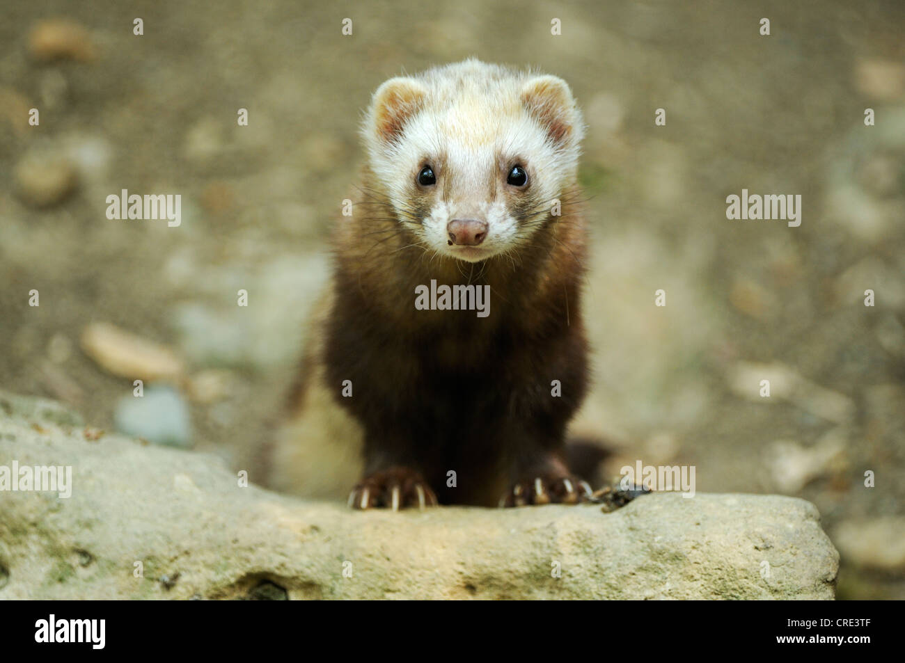 Ferret (Mustela putorius furo Stock Photo - Alamy Ferret (Mustela putorius furo Stock Photo - Alamy