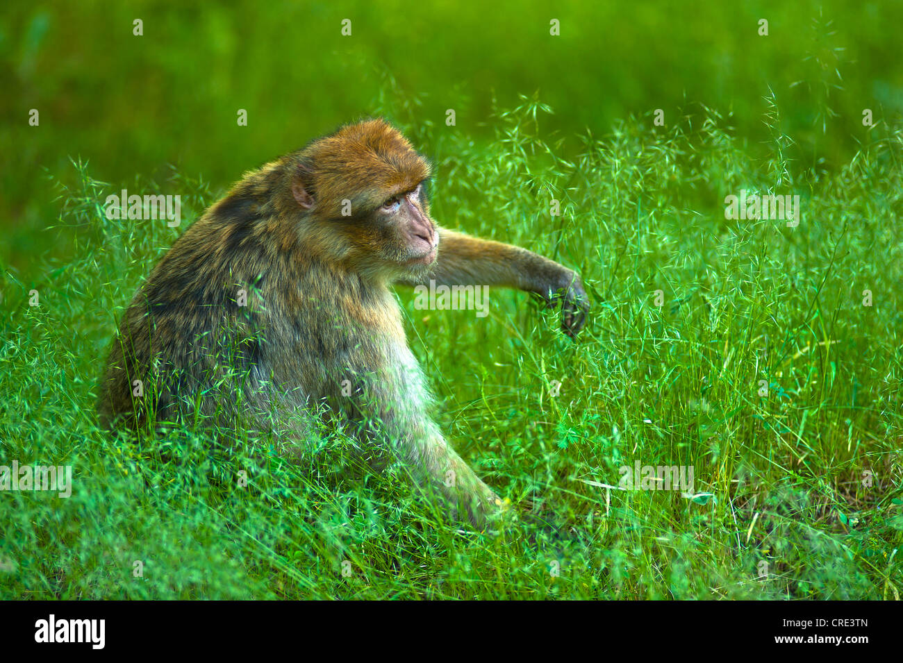 Barbary Macaque (Macaca sylvanus) sitting in the grass, Middle Atlas ...