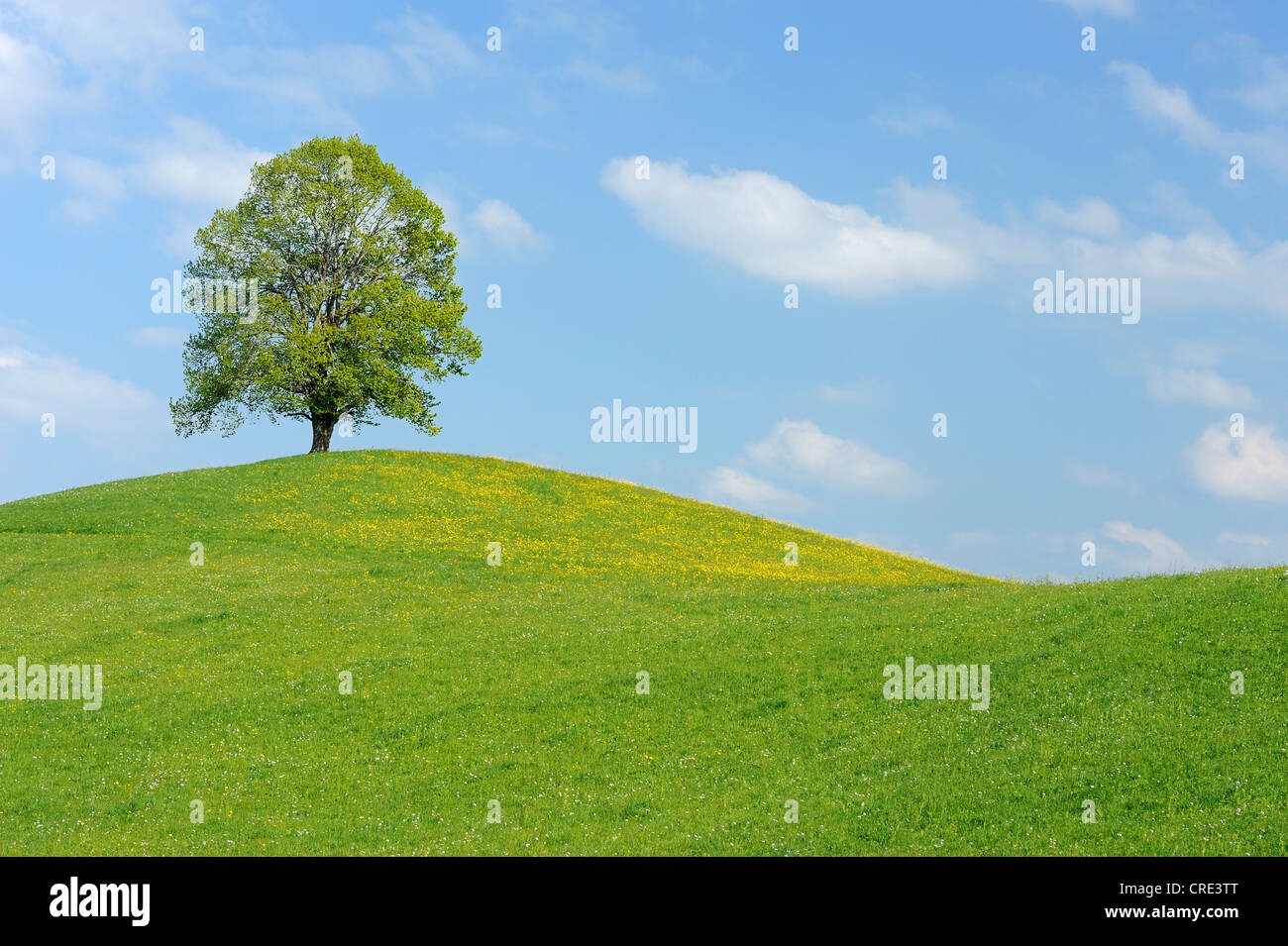 Lime tree hi-res stock photography and images - Alamy
