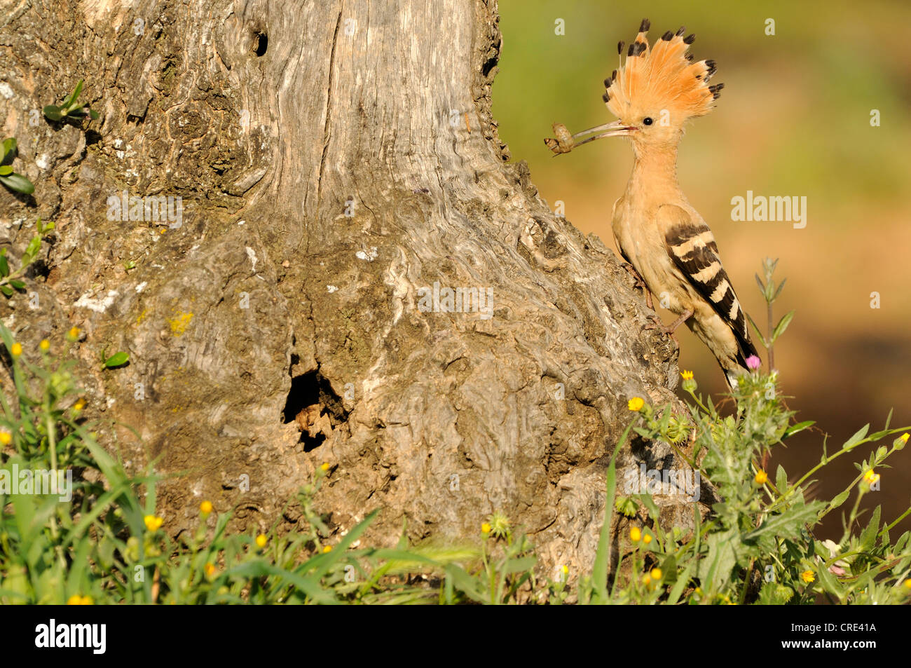 Upupa epops hi-res stock photography and images - Alamy