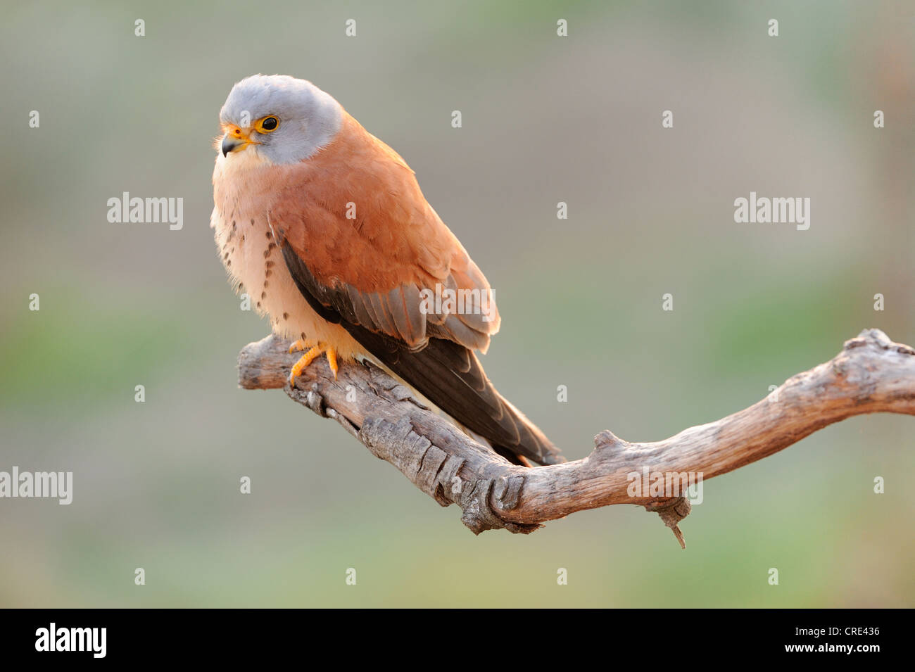 Lesser kestrel (Falco naumanni), male sitting on branch Stock Photo - Alamy