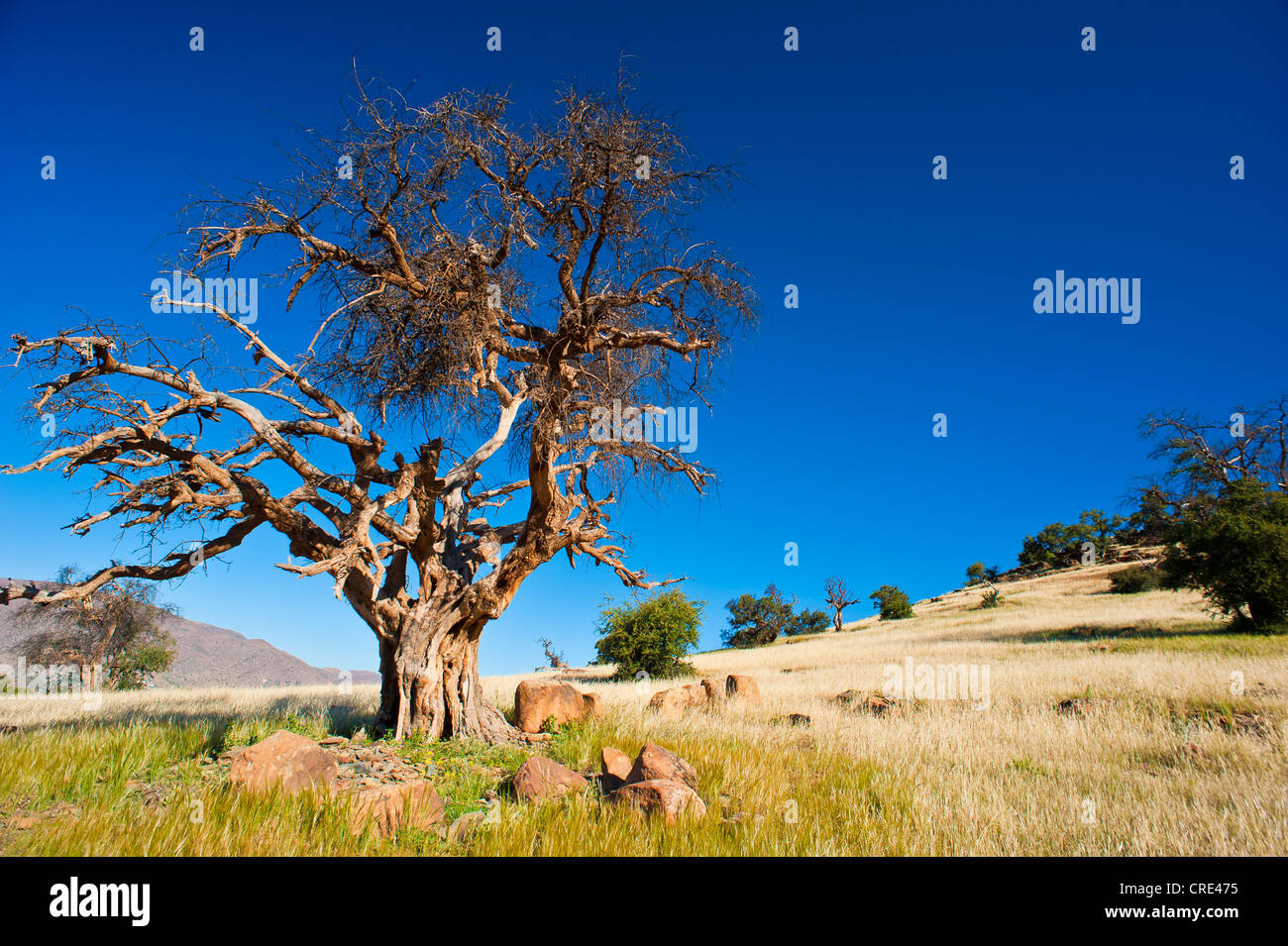 Argania tree hi-res stock photography and images - Alamy