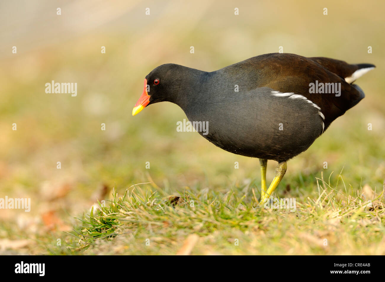 Common gallinule hi-res stock photography and images - Alamy