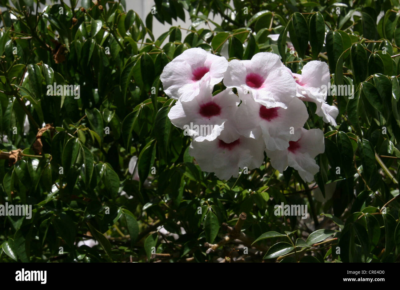 photo of a flowering bower vine Stock Photo - Alamy