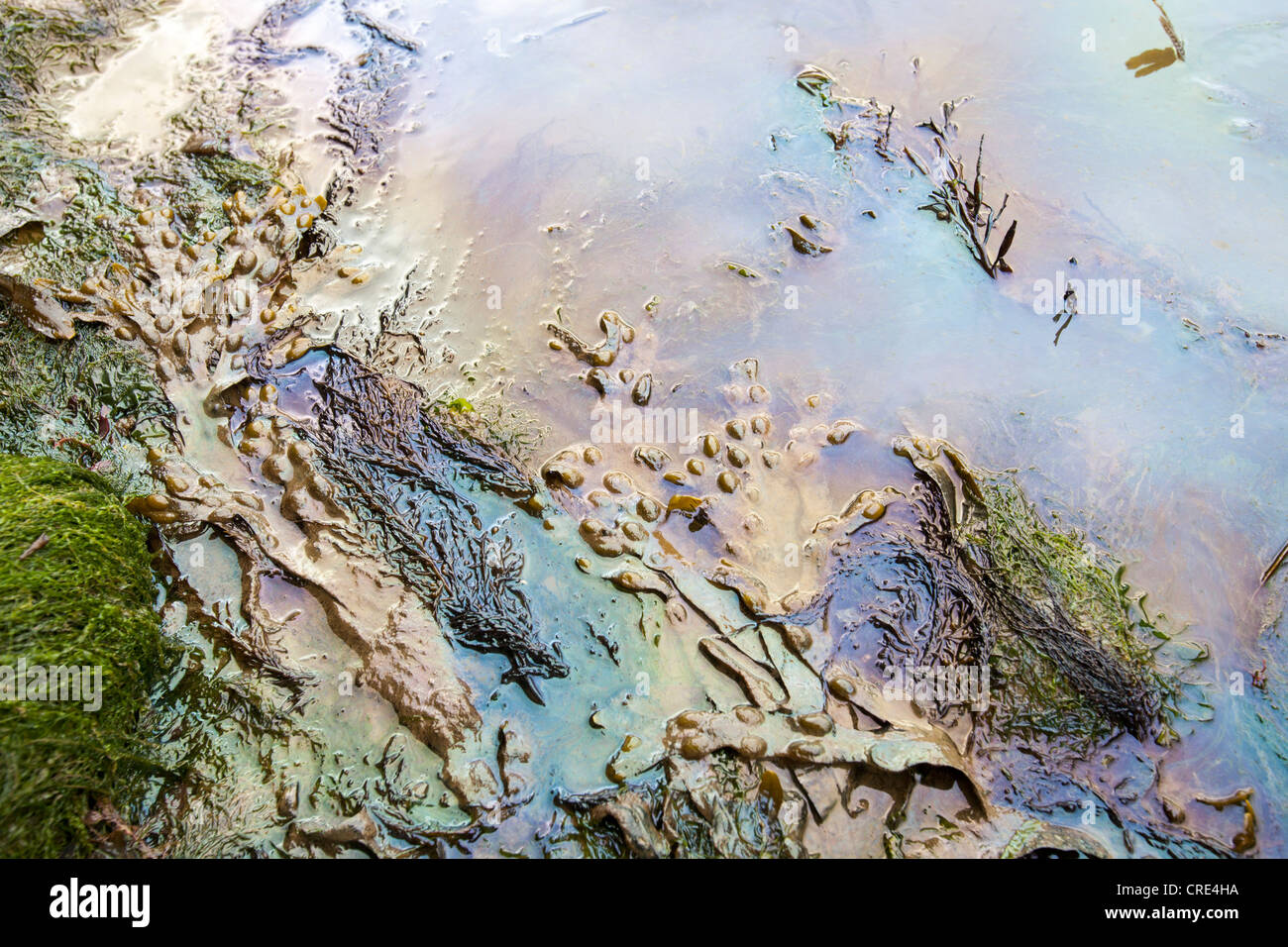 Oil pollution in Lyme Regis harbour, Dorset, UK Stock Photo - Alamy