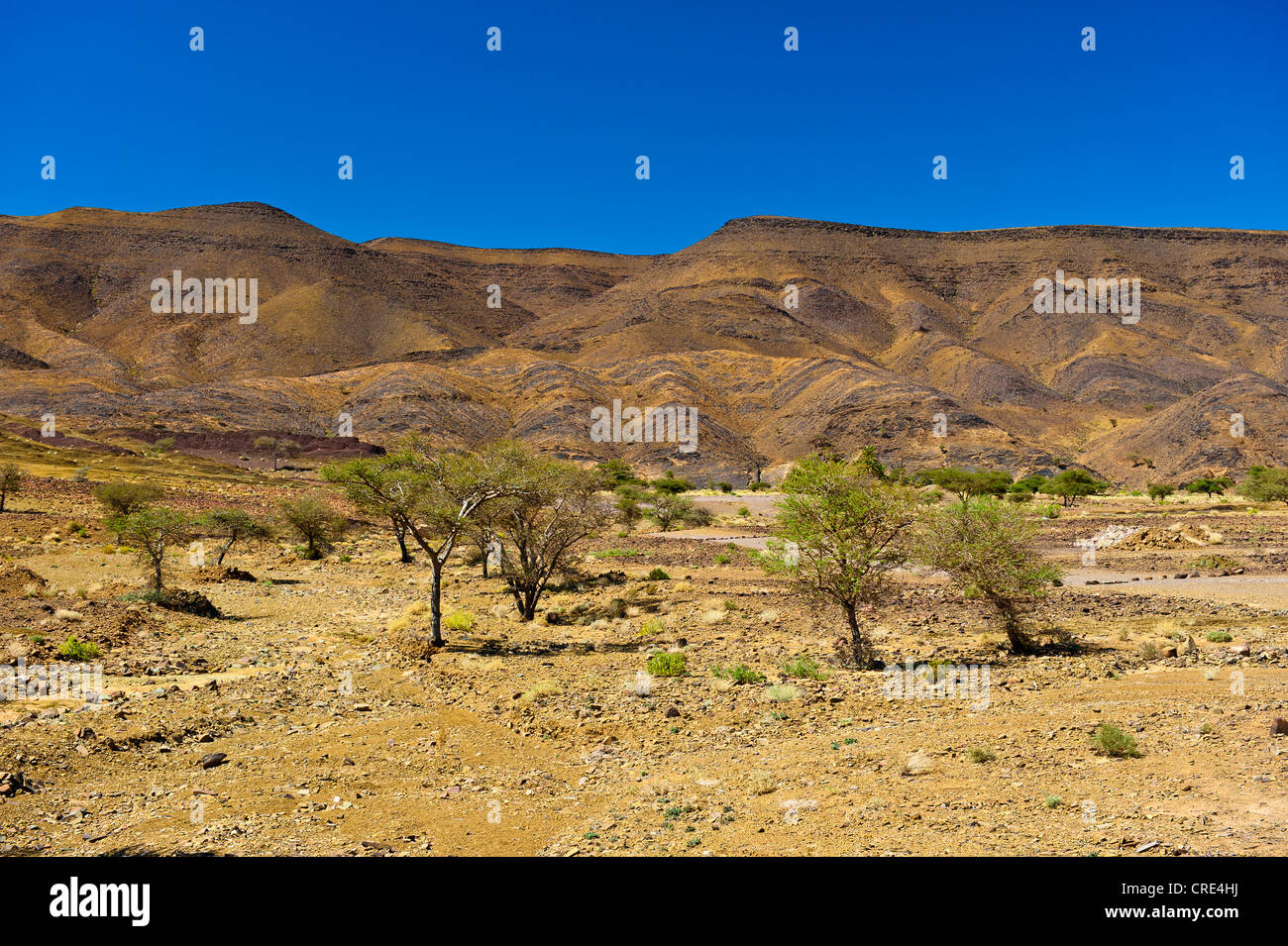 Dry, desert-like landscape with sparse tree growth and eroded hillsides ...