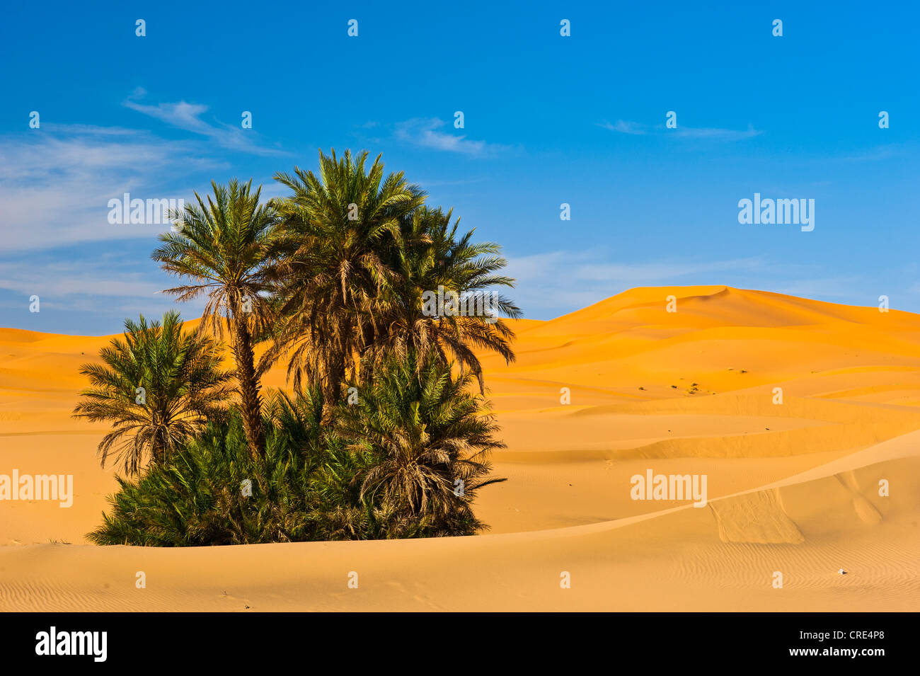 Date Palms (Phoenix) and sand dunes, Erg Chebbi, Sahara, southern ...