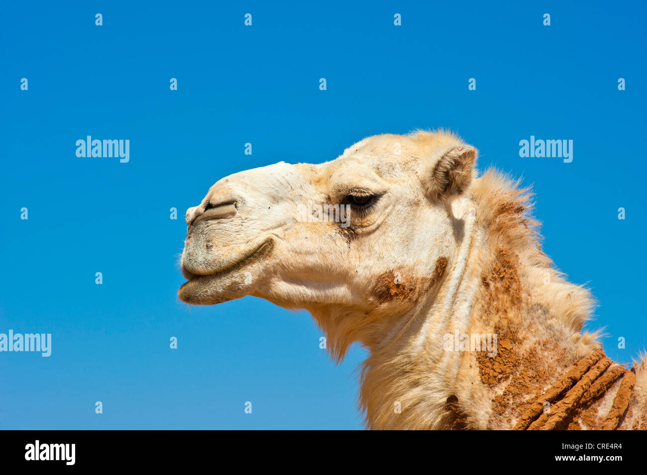 White Arabian Camel or Dromedary (Camelus dromedarius), portrait, Erg ...