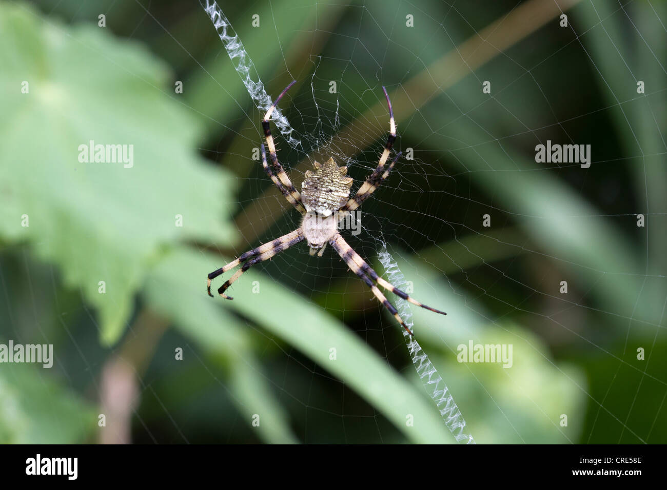 Araneidae Orb-weaver spider on web, Lake Mburo, National Park, Uganda ...