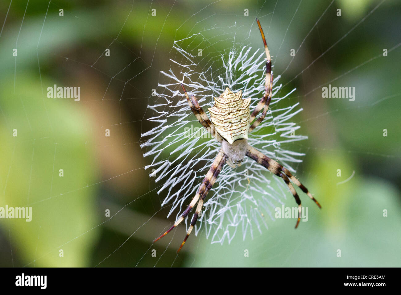 Araneidae hi-res stock photography and images - Alamy