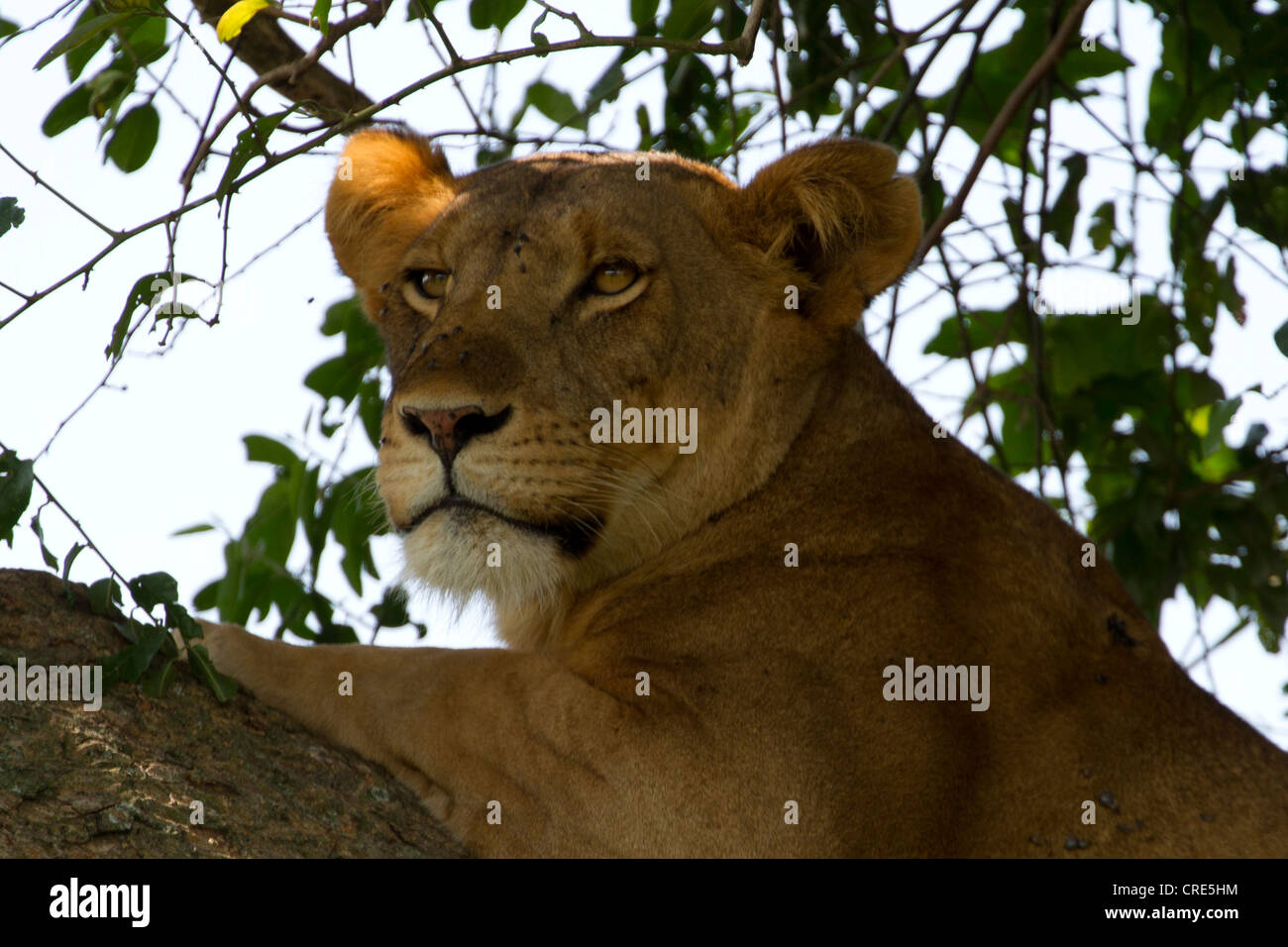African Lioness (Panthera leo) in tree, Ishasha sector, Queen Elizabeth ...