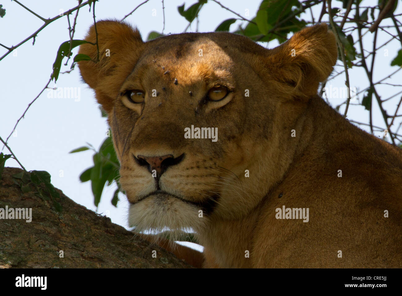 African Lioness (Panthera leo) in tree, Ishasha sector, Queen Elizabeth ...