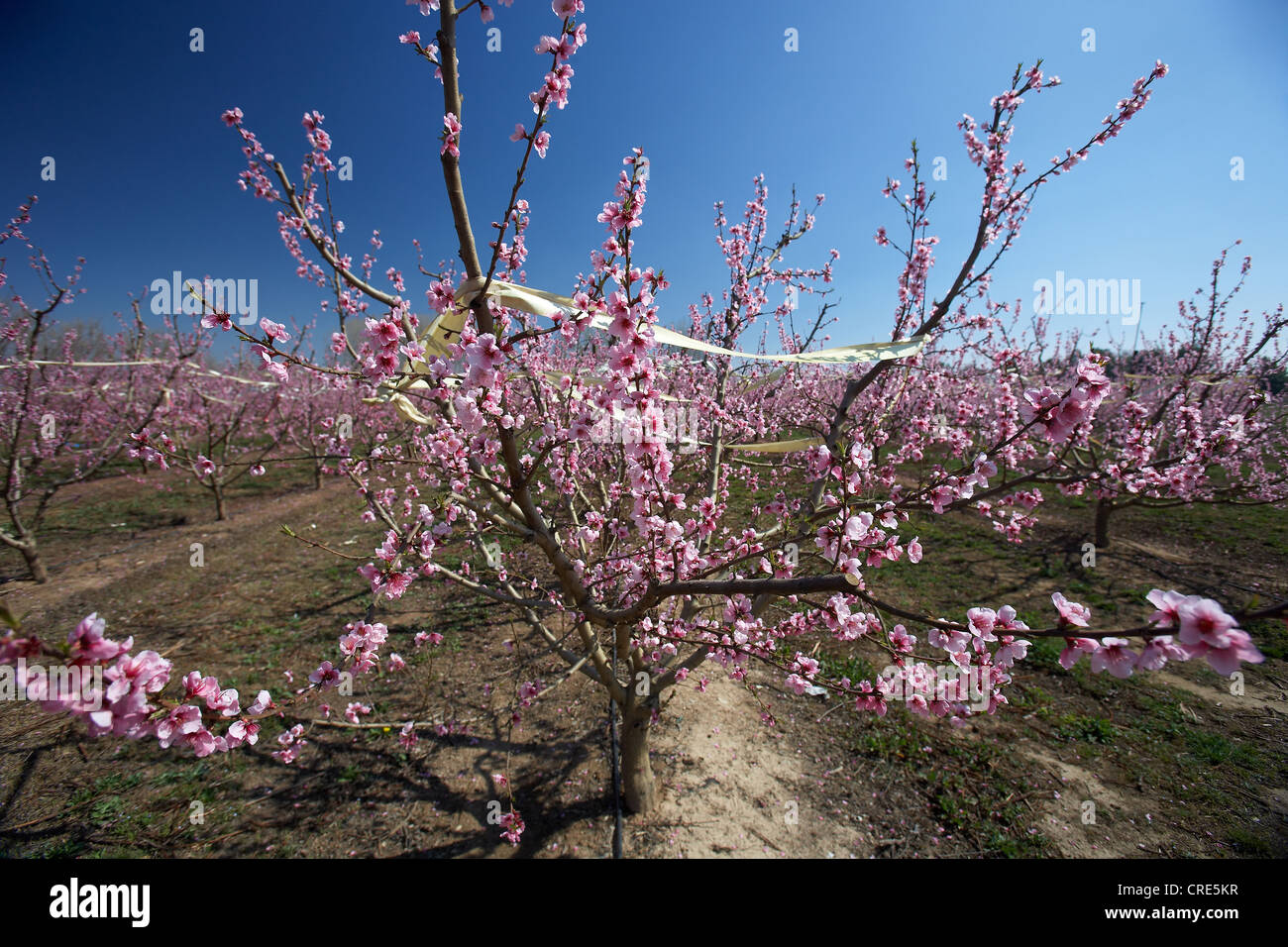 "Nectarine trees" with flowers in spring Stock Photo - Alamy
