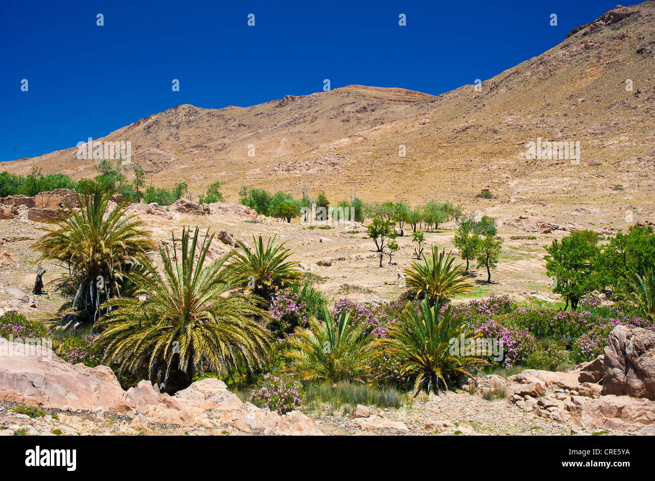 Flowering Oleander (Nerium oleander) and Date Palms (Phoenix) in the ...